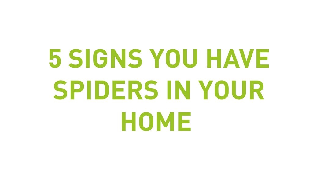 5 Signs You Have Spiders In Your Home | Contego Response