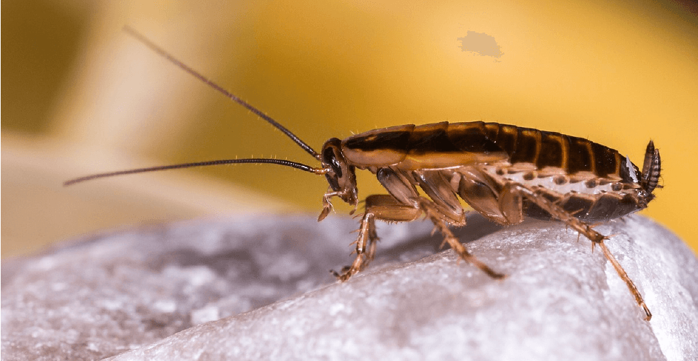 Contego Pest Guide, Learn All About Managing Cockroaches. | Contego ...