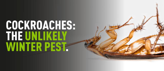 National Experts in Pest Control & Risk Management | Contego Response