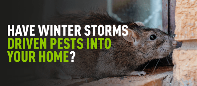 National Experts in Pest Control & Risk Management | Contego Response