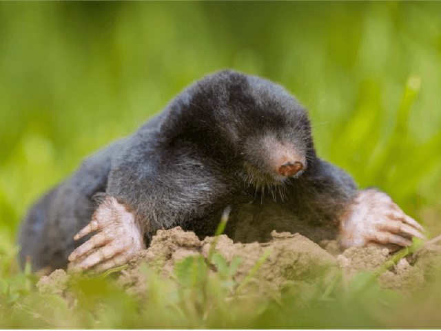 All About Moles in the UK | Mole Pest Guide | Contego | Contego Response
