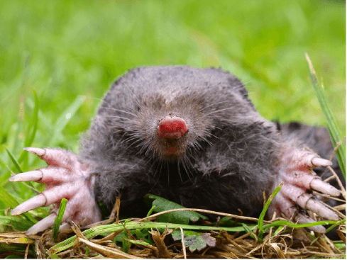 All About Moles in the UK | Mole Pest Guide | Contego | Contego Response