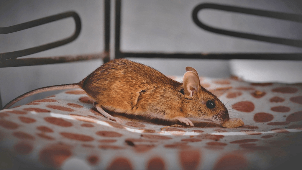 DIY Mouse Control Tips | Mouse Pest Guide | Contego | Contego Response