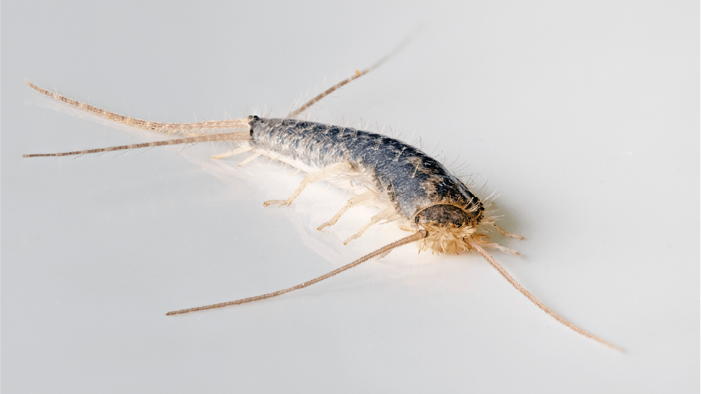 Silverfish in the UK | Silverfish Pest Guide | Contego | Contego Response