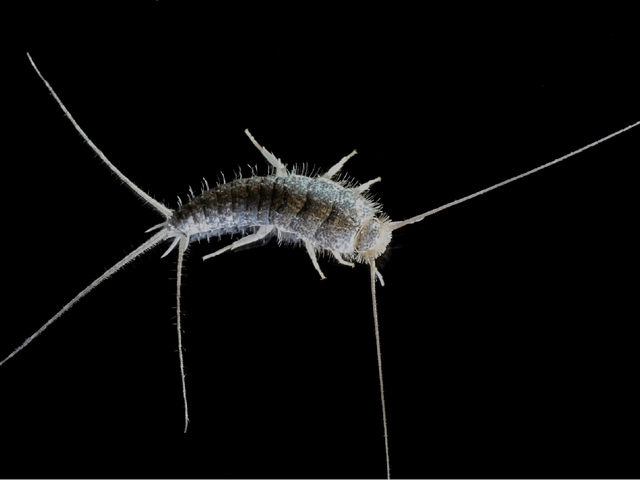 Silverfish in the UK | Silverfish Pest Guide | Contego | Contego Response