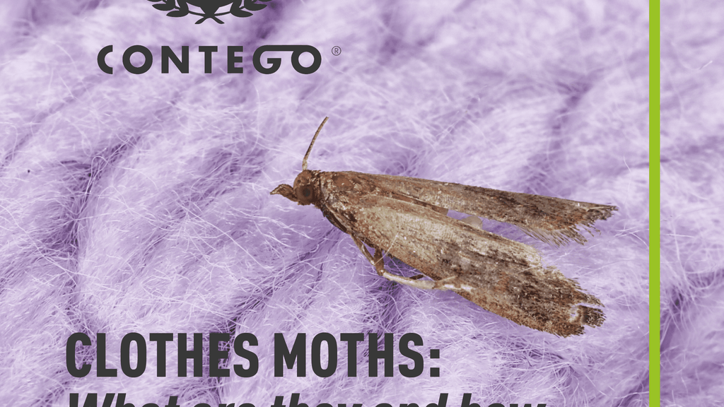 Clothes Moths: What are They and How to Spot an Infestation | Contego ...