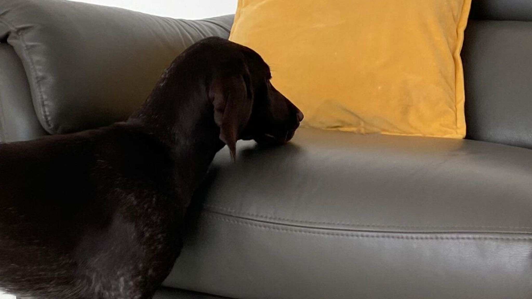 K9 Bedbug Detection | Bed Bug Dog Inspection | Contego | Contego Response