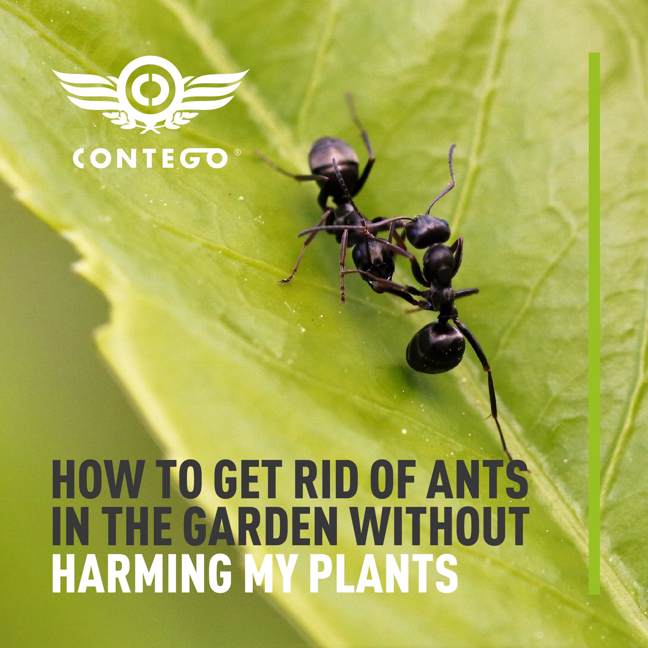 Kill ants in garden store
