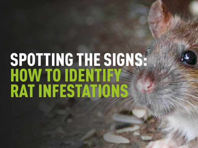 Spotting the Signs: How to Identify Rat Infestations | Contego Response