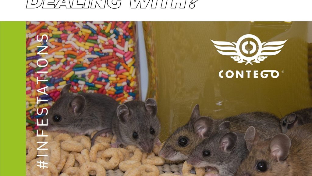 What Type Of Mouse Infestation Are You Dealing With? | Contego Response