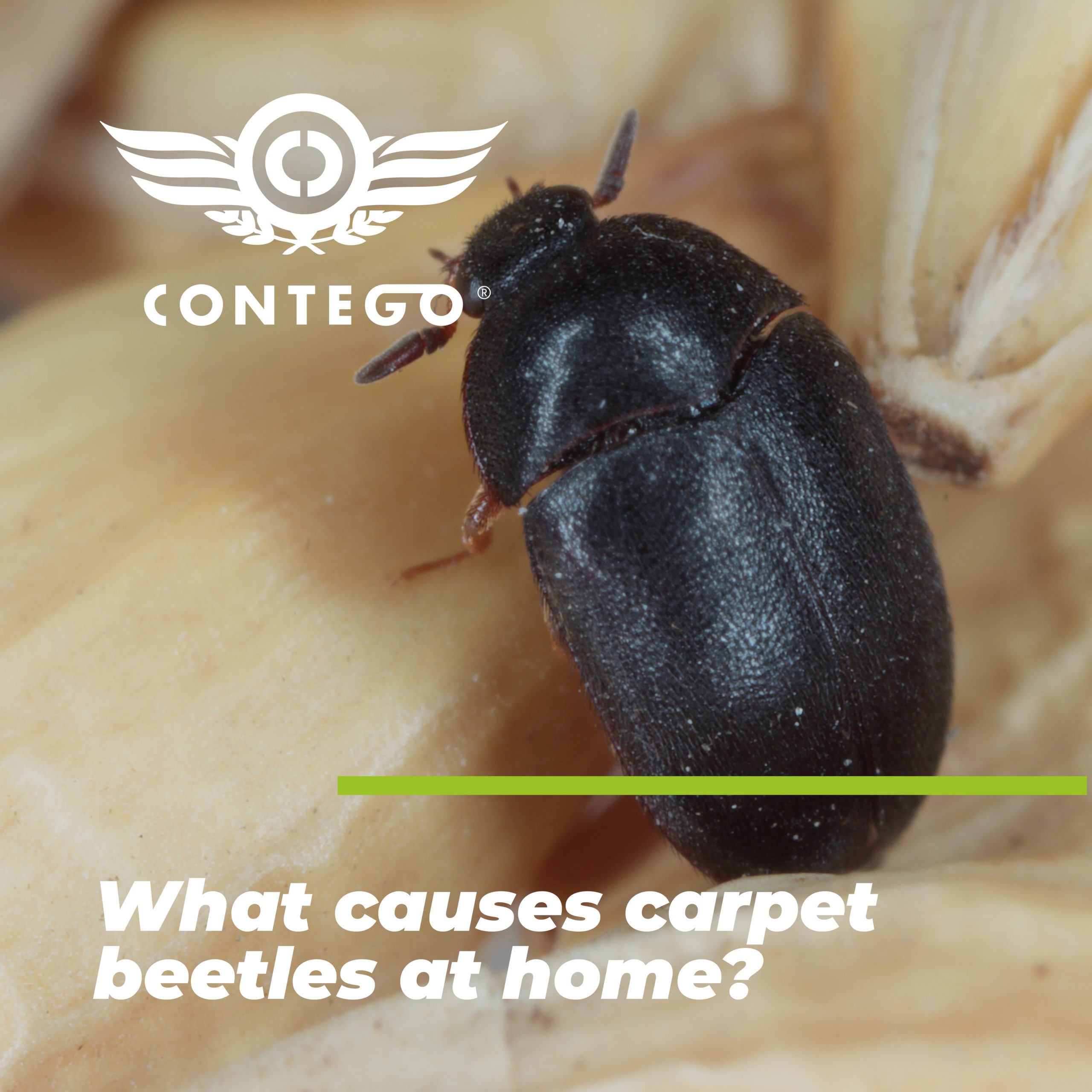 How To Get Rid Of Carpet Beetles