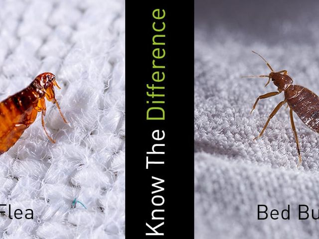 Bed Bug Or Flea Bite - How To Know The Difference | Contego Response Bed Bug Or Flea Bite - How To Know The Difference | Contego Response