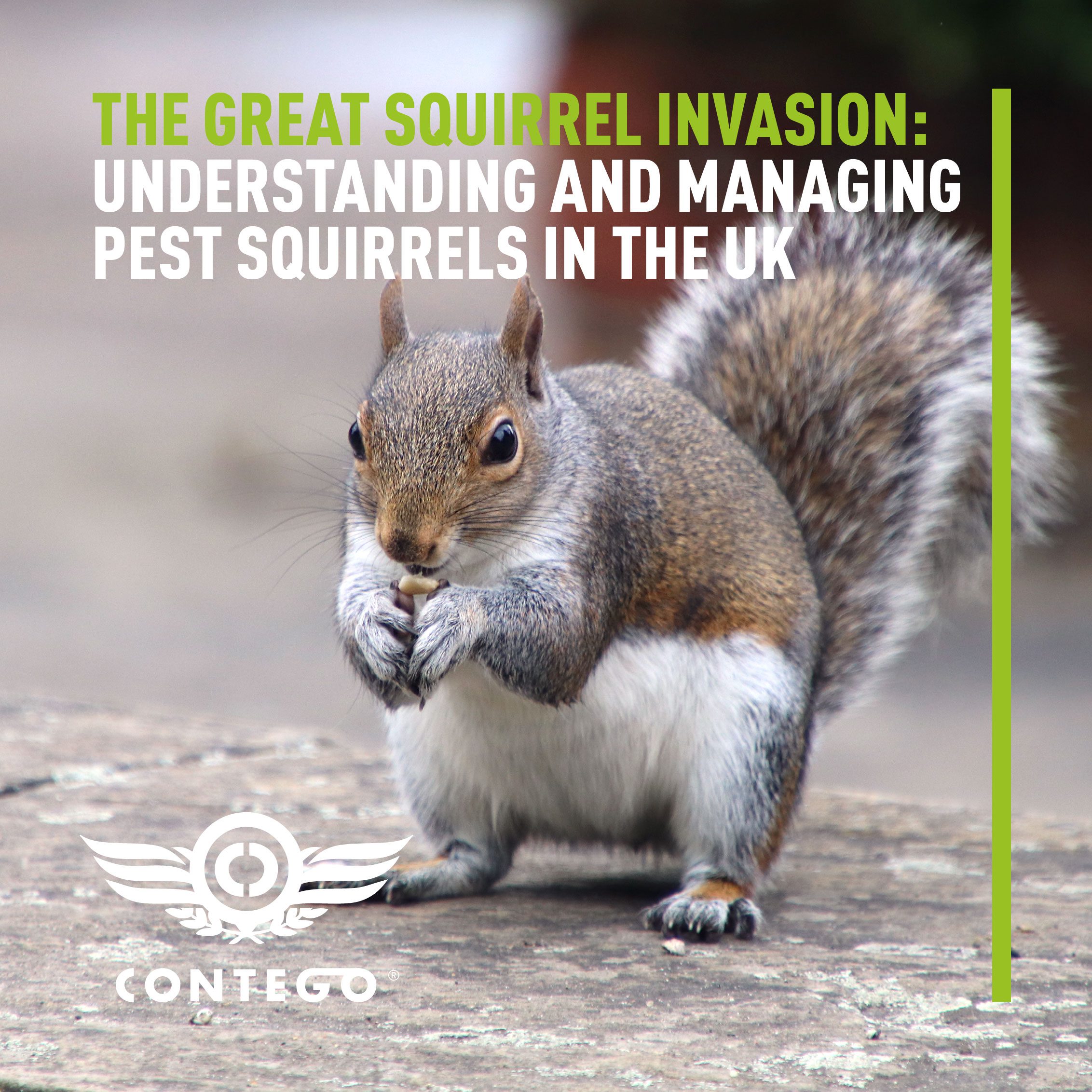 Grey Squirrel Memes