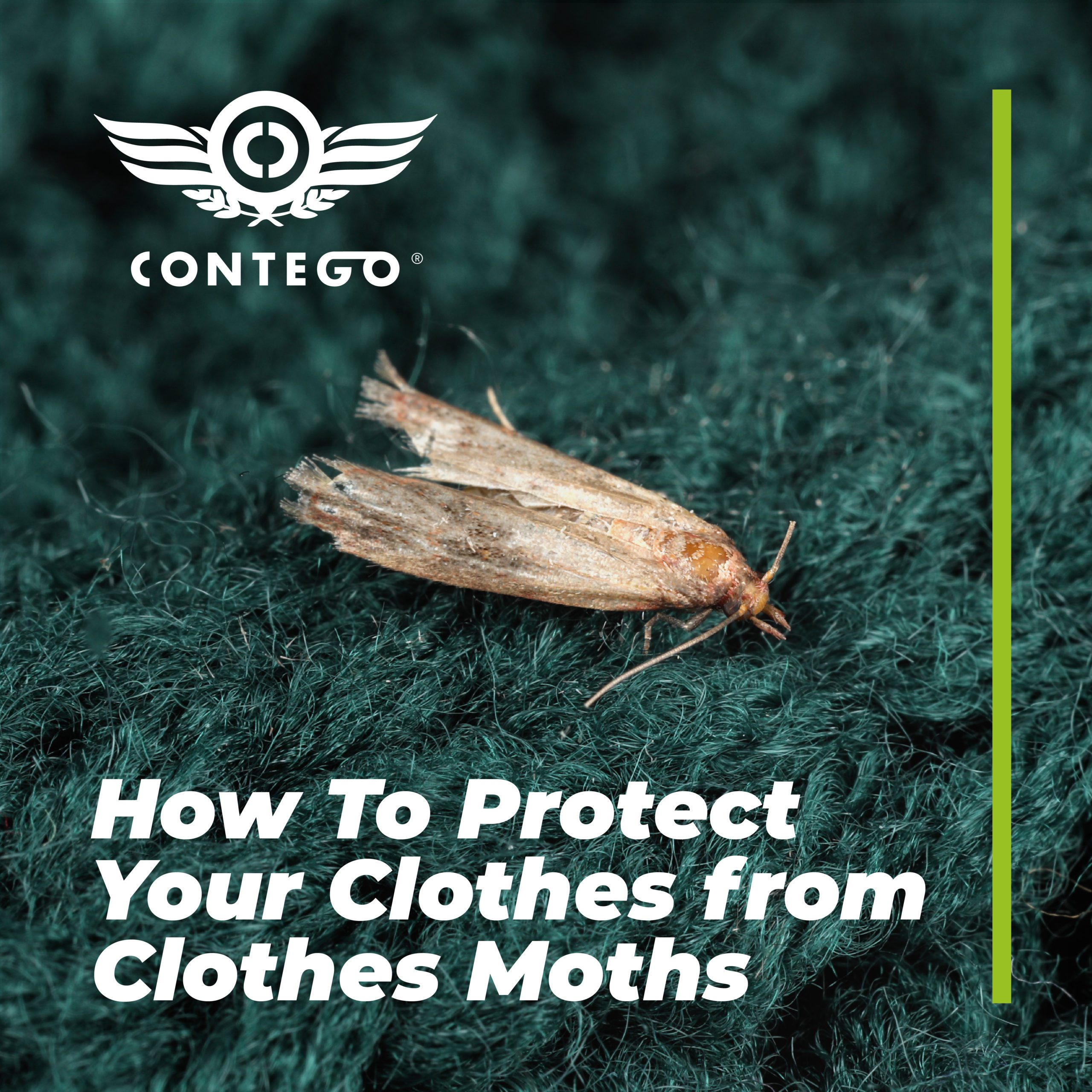 How To Protect Merino Wool From Moths