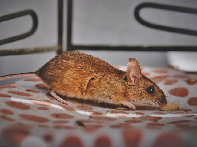 Contego Pest Guide, Learn All About Managing Mice. | Contego Response