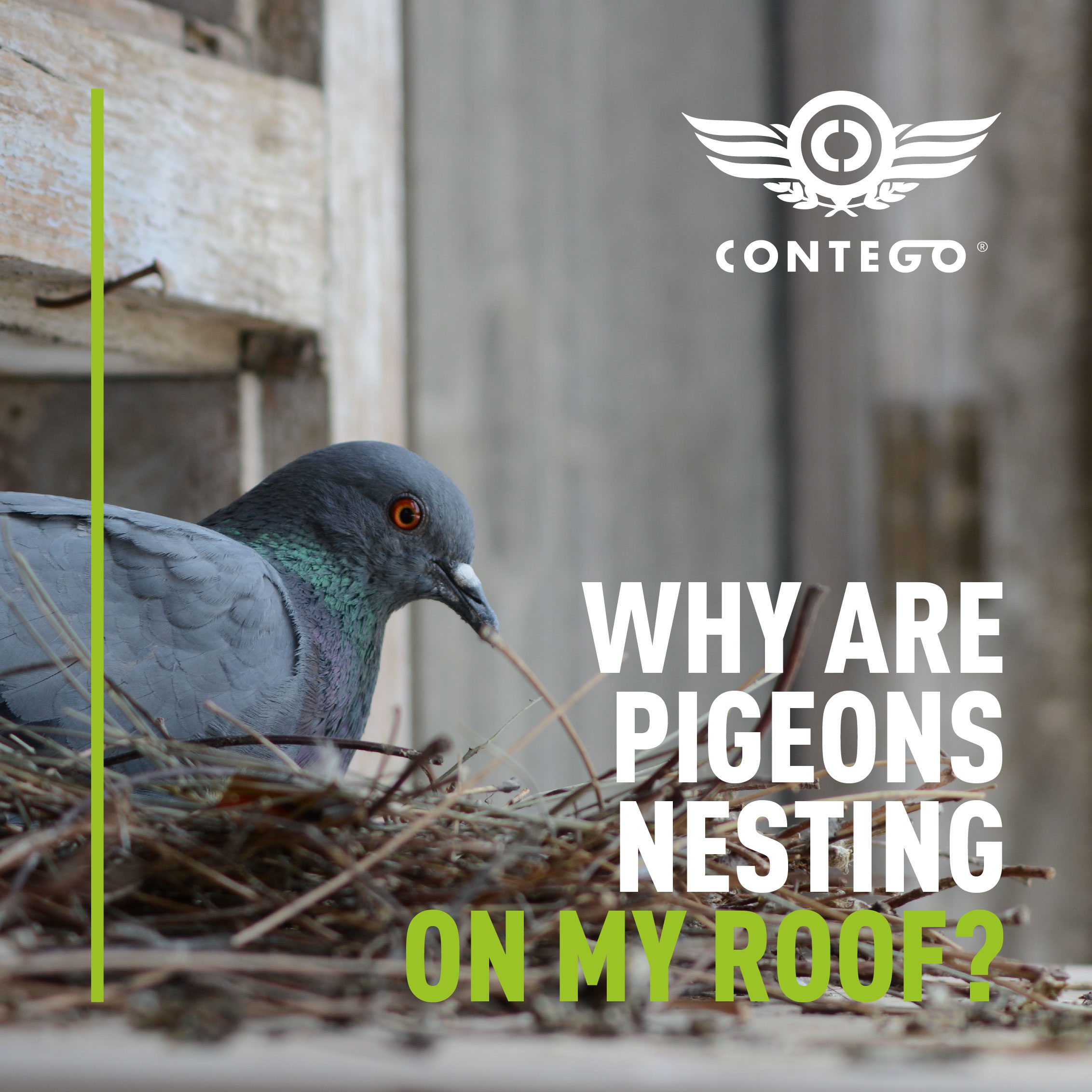 Rock Pigeon Nest Bird Pigeon Nest Free Photo On Pixabay