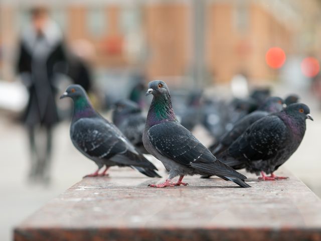 Contego Pest Guide, Learn All About Pigeon Management. | Contego Response
